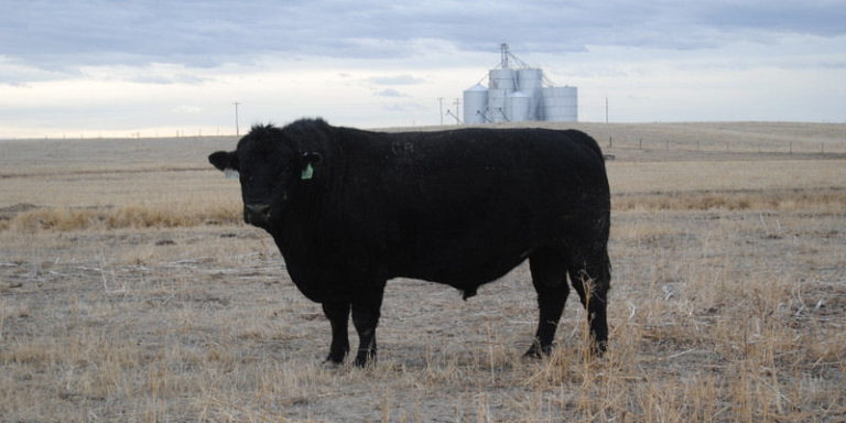 Gould Ranch - Commercial Cattle, Bulls, Sires, Horses